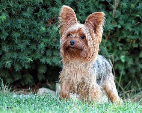 Yorky Photograph By Billie Jo Miller Pixels