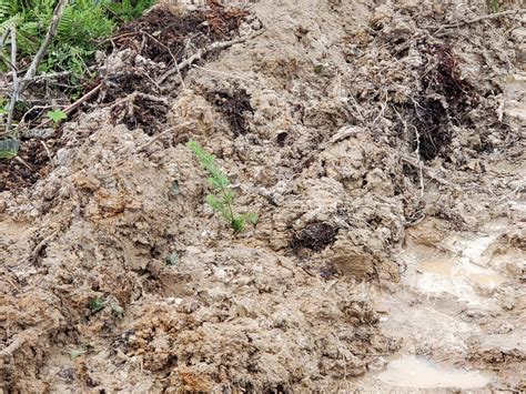 BP Plantation In Cut Overs Silviculture The North Shore Forest Products Marketing Board