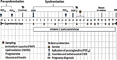 Oestrus Synchronization Protocol And Sampling Realized During Vitamin C