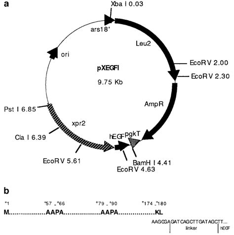 The Expression Vector Pxegfi A And The Xpr 2 Coding Region Used In Download Scientific The Expression Vector Pxegfi A And The Xpr 2 Coding Region Used In Download Scientific