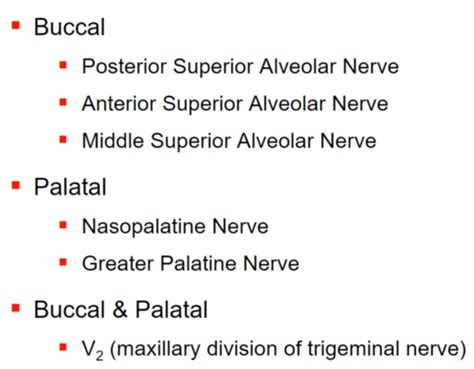 Anatomy Of Maxillary Local Anesthesia Flashcards Quizlet