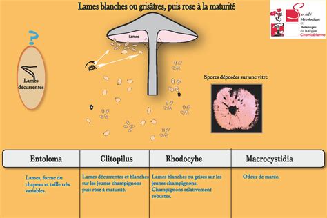 Classification Des Champignons Planches
