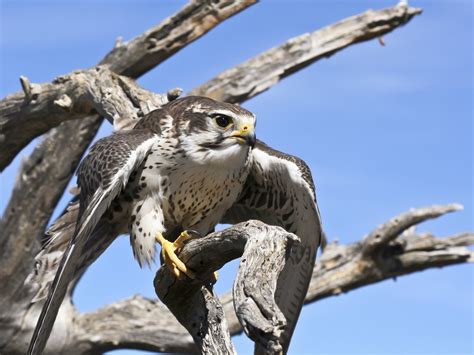 All The Falcons In New Mexico And Their Calls Id Photos When To Spot
