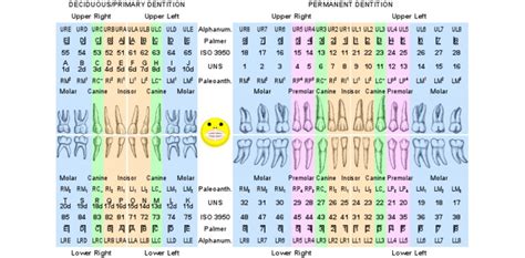 Comparison Of Dental Notations Pdf