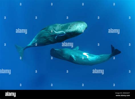 Couple Of Sperm Whale Female And Male Bottom Physeter Macrocephalus