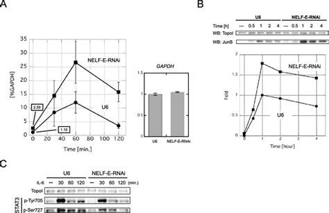 Nelf E Knockdown Upregulates Junb Gene Expression At The Mrna Level