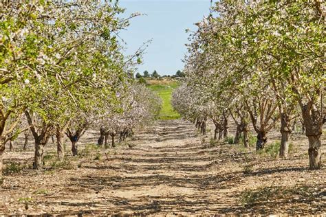 High Density Almond Plantation Spacing Plants Per Acre Techniques