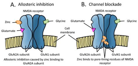 The Role Of Zinc And Nmda Receptors In Autism Spectrum Disorders