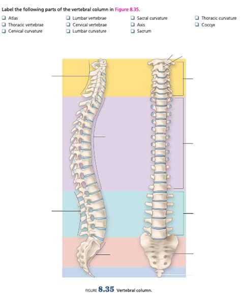 Basic Vertebral Column Test Diagram Quizlet