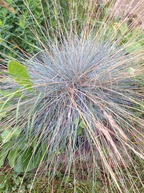 Овсяница Голубая кочка (Festuca glauca Color Glass Spiky Blue)