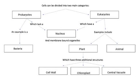 Kami Export Types Of Cells Concept Map Jpeg Pdf