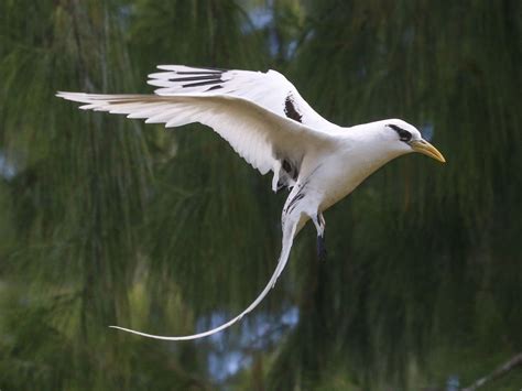 White Tailed Tropicbird