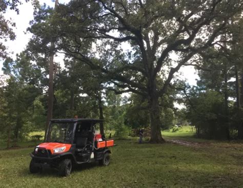 Beware Of DIY Tree Care LogCutters