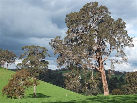 Marri Corymbia Calophylla Robert Powell Tree Pictures