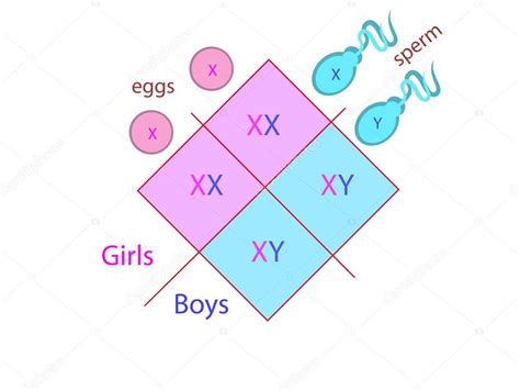 Sex Determination System Stock Vector Image By Kawin
