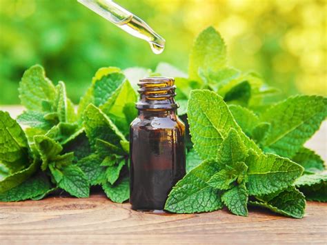 Health Benefits Of Mint Homegrown Mint Medicinal Uses Gardening Know How