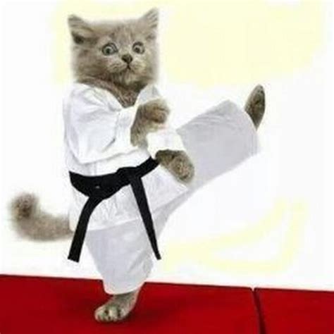 Create Meme Cat Karate Karate Cat Grey Cat Karate Pictures Meme