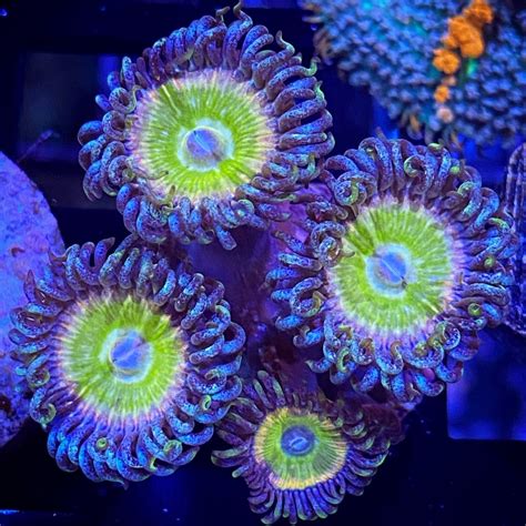 Livestock Ultra Rare Zoanthids Amazing Prices All Wysiwyg