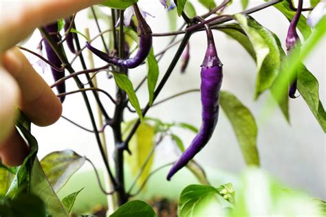 Buena Mulata Peppers The Purple Heirloom Cayenne Pepper Geek
