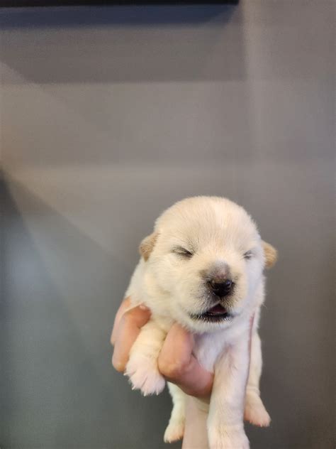 믹스견 절기 폼스키크기 폼치크기 폼피츠크기 푸숑크기 노르웨이숲크기 데본렉스크기 뱅갈크기 샴크기 셀커크렉스크기 스핑크스크기 아메리칸숏헤어크기 아메리칸컬크기 아비시니안크기