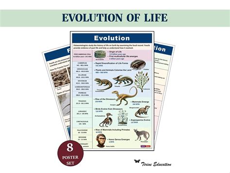 Human Evolution Tree Poster