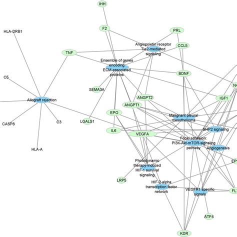 Force Directed Graph Of Drug Gene Interactions Node Size And Edges Are Download Scientific
