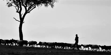 The Faith Of The Shepherds A Christmas Reflection Article Unbelievable