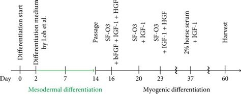 Myogenic Differentiation From Mesodermal Precursors Derived From Download Scientific Diagram