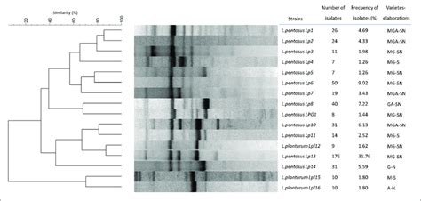 Dendrogram Obtained For The Rep Pcr Profiles Obtained With Gtg 5