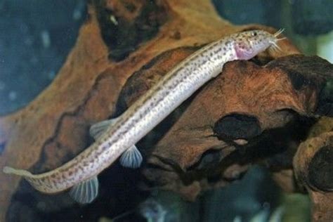 Weather Loach Mainland Aquarium
