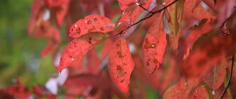 Great Trees For Fall Color The North Carolina Arboretum