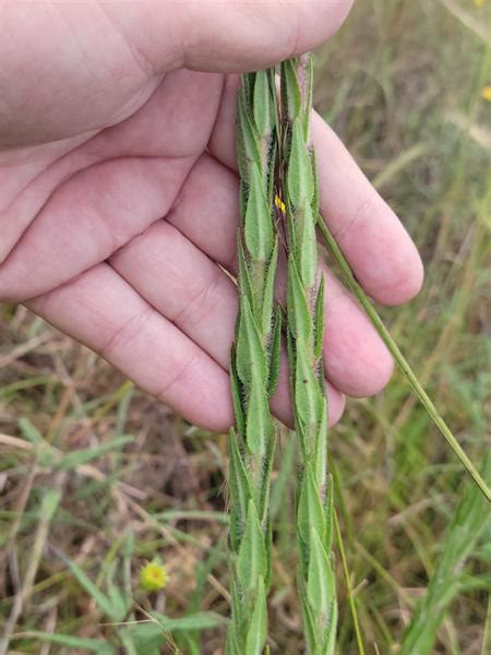 Trilisa Paniculata Trilisa Fsus