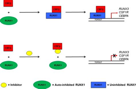 Small Molecule Inhibitor Of Cbfβ Runx Binding For Runx Transcription