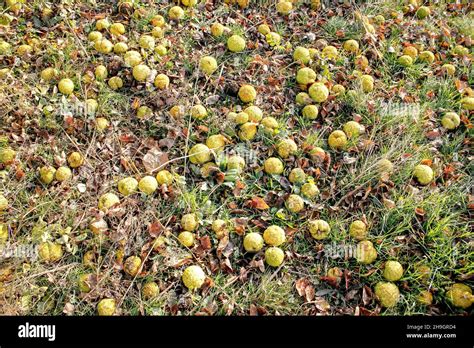 Tree Fetus Fallen On The Ground Ground Background With Fetus And Grass Stock Photo Alamy