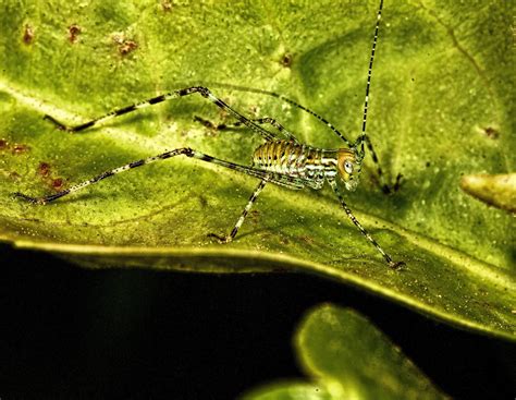 Spotted Camel Cricket Spotted Camel Cricket Flickr