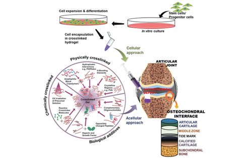 可注射水凝胶 骨软骨组织工程的新范例 知乎