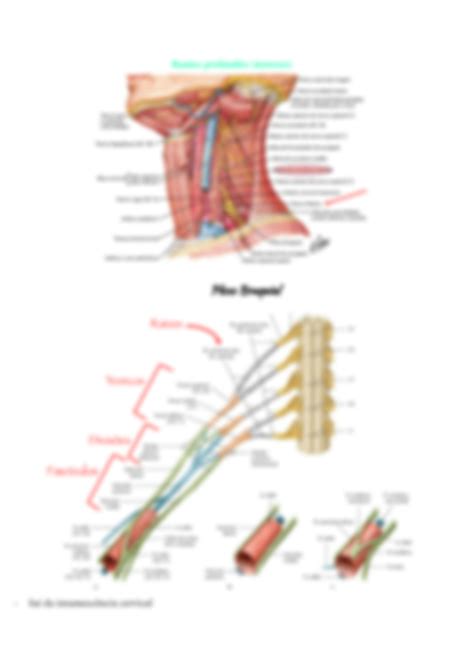 SOLUTION Plexos Nervosos Cervical E Braquial 1 Studypool