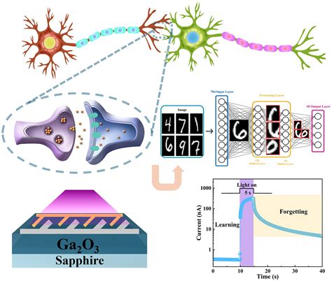 Artificial Optoelectronic Synapses Based On Ga2o3 Metalsemiconductormetal Solar‐blind