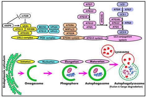 Mammalian Autophagy Machinery And Autophagy Related Genes Encyclopedia Mdpi