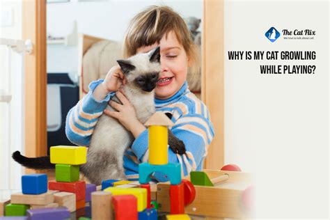 Do Cats Growl When They Play The Catflix