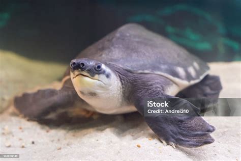 발톱 또는 돼지 가성 나무 거북이 카레토킬리 인조각가 수중 수영 거북이에 대한 스톡 사진 및 기타 이미지 거북이 돼지 코 Istock