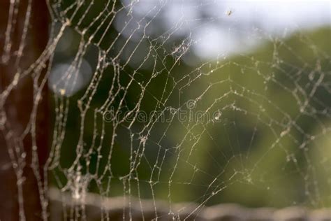 Spider Web Stretched On A Wooden Structure Stock Image Image Of Insect Animal 280636747
