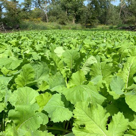 Buy Roundup Ready Soybean Seeds Online Elk Mound Seed Co Monsterbuck