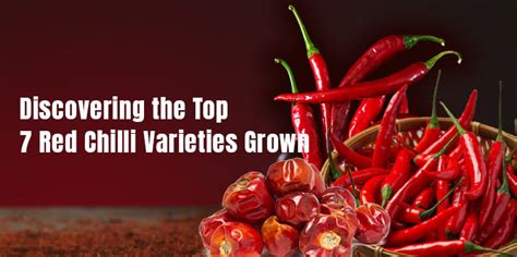 Discovering The Top 10 Red Chilli Varieties Grown In India