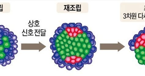 세포 배양시대 성큼세포 자기조립 기술로 인공장기 만든다