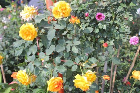 Flowers Are The Reproductive Structures Of Flowering Plants Angiosperms And Play A Crucial