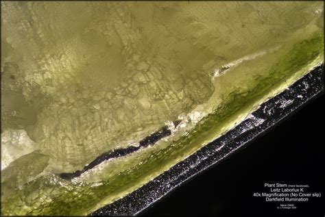 Focus Stacking Microscopy Share Your Work Affinity Forum