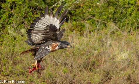Jackal Buzzard Snags A Cape Dune Mole Rat Birdwatcher