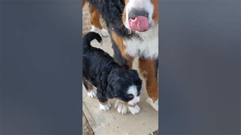 버니즈마운틴독 귀여운 개는훌륭하다 34회소개 누가나를이리 반겨줄까 Youtube