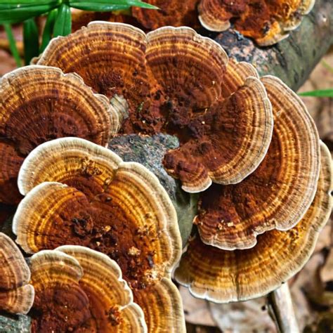 Berkeleys Polypore Identification Foraging And Culinary Applications Mushroom Appreciation